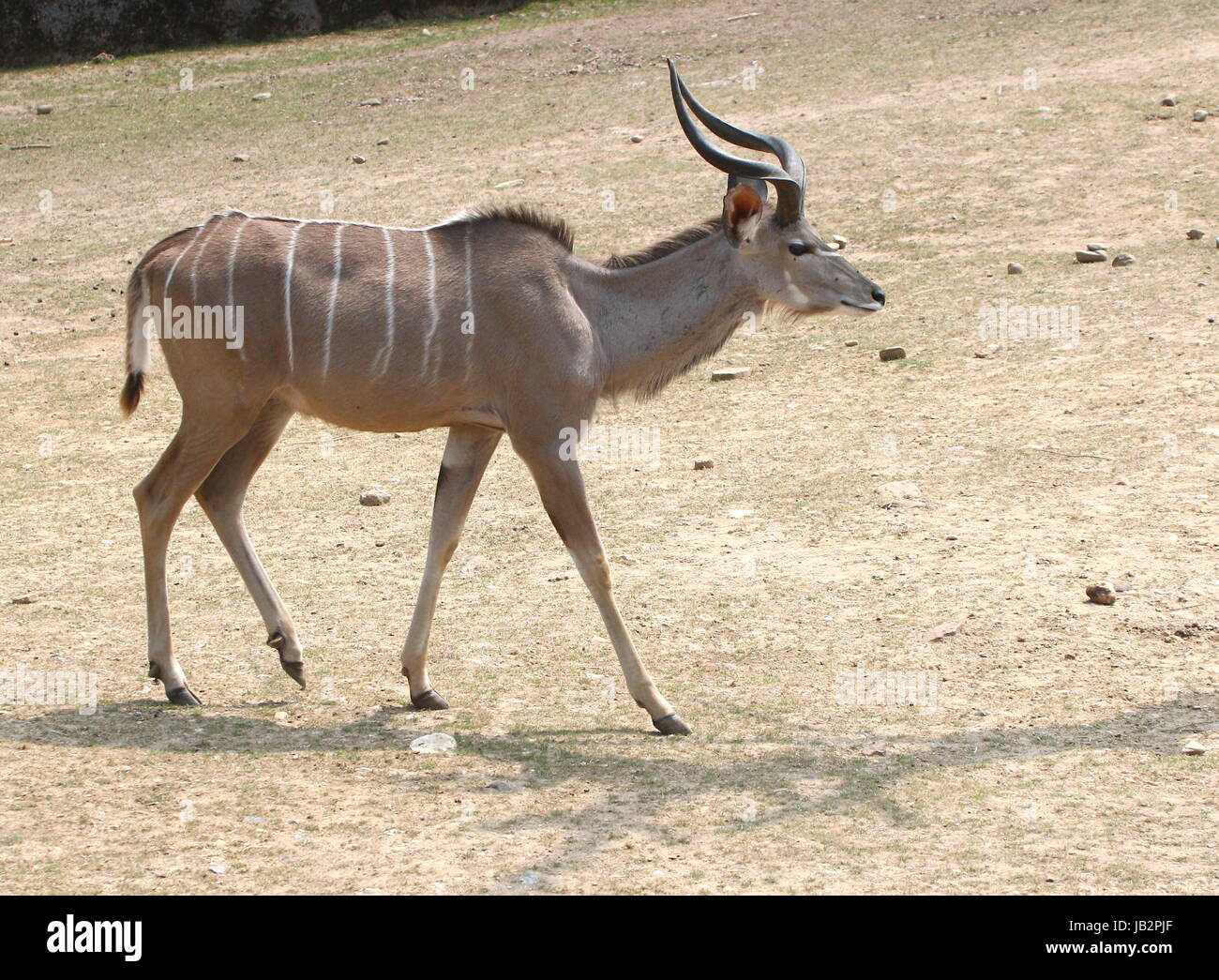 Grosser kudu hi-res stock photography and images - Alamy