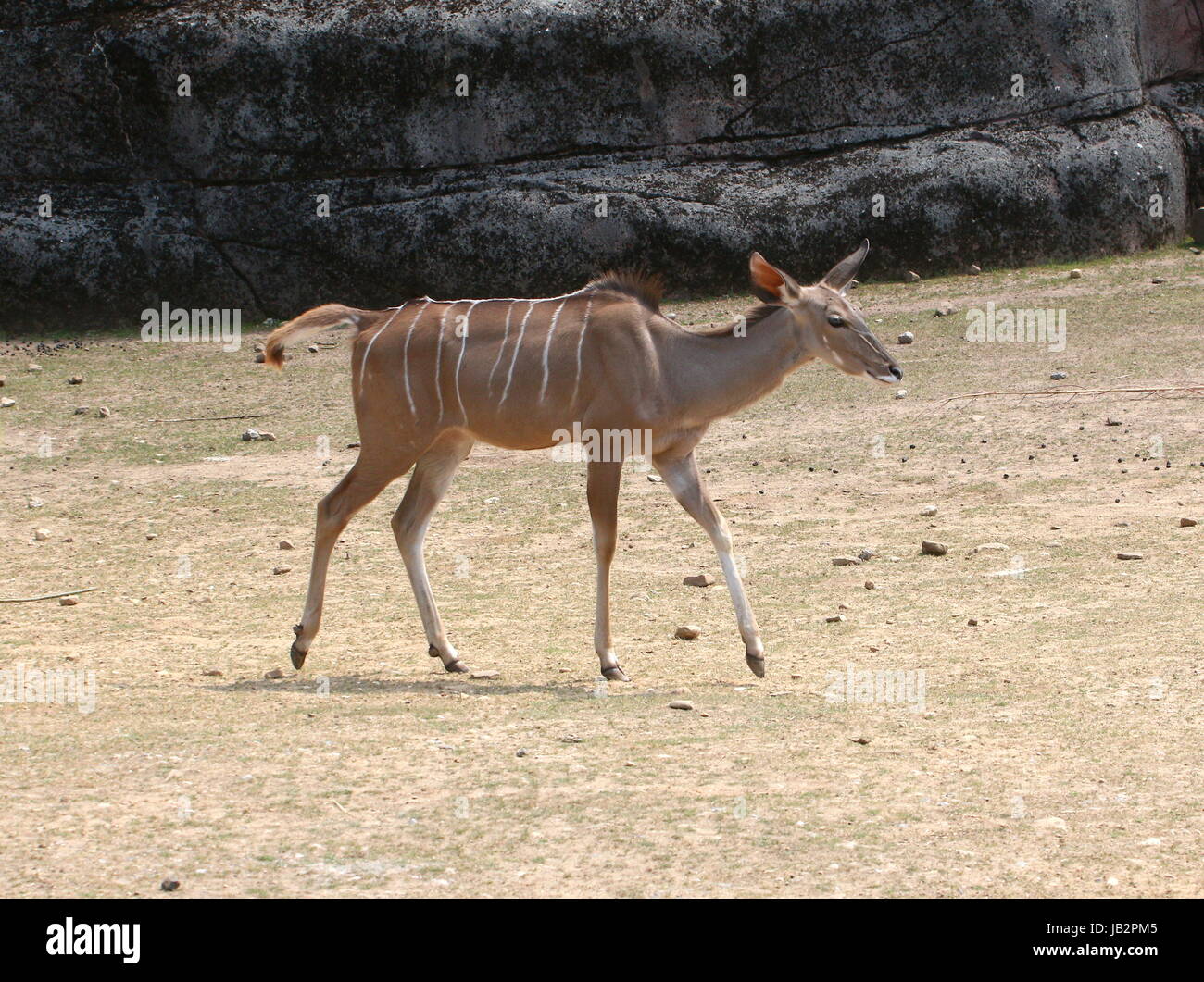 Female South African Greater Kudu antelope (Tragelaphus strepsiceros ...