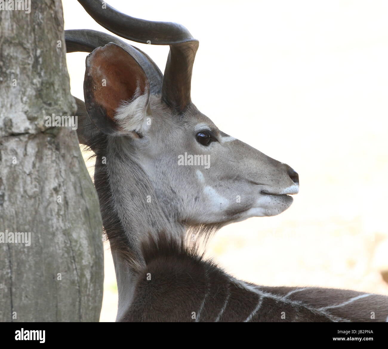 Grosser kudu hi-res stock photography and images - Alamy