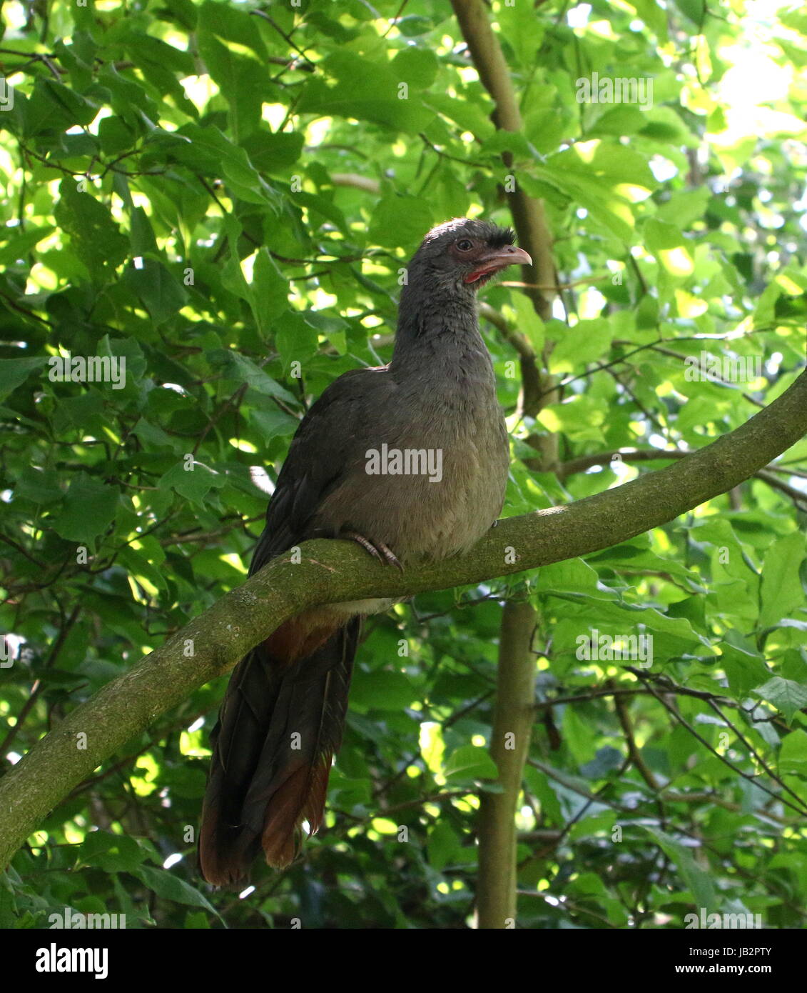South American Chaco Chachalaca fowl (Ortalis canicollis) in a tree ...