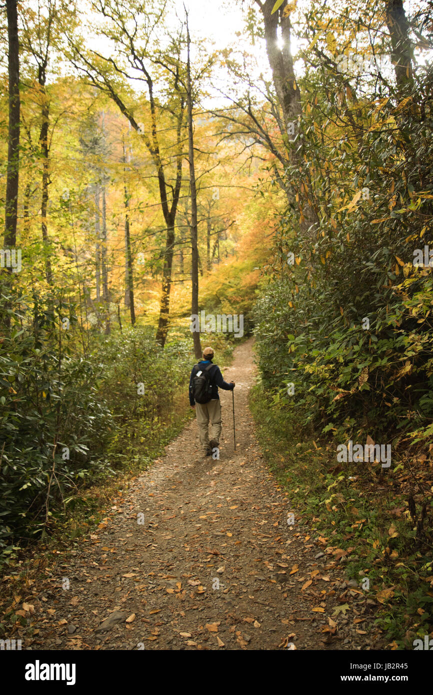 a walk in the fall woods Stock Photo - Alamy