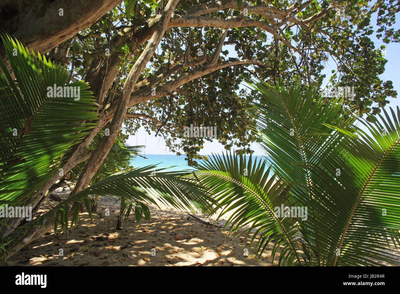 summer in lovely green costa rica Stock Photo - Alamy