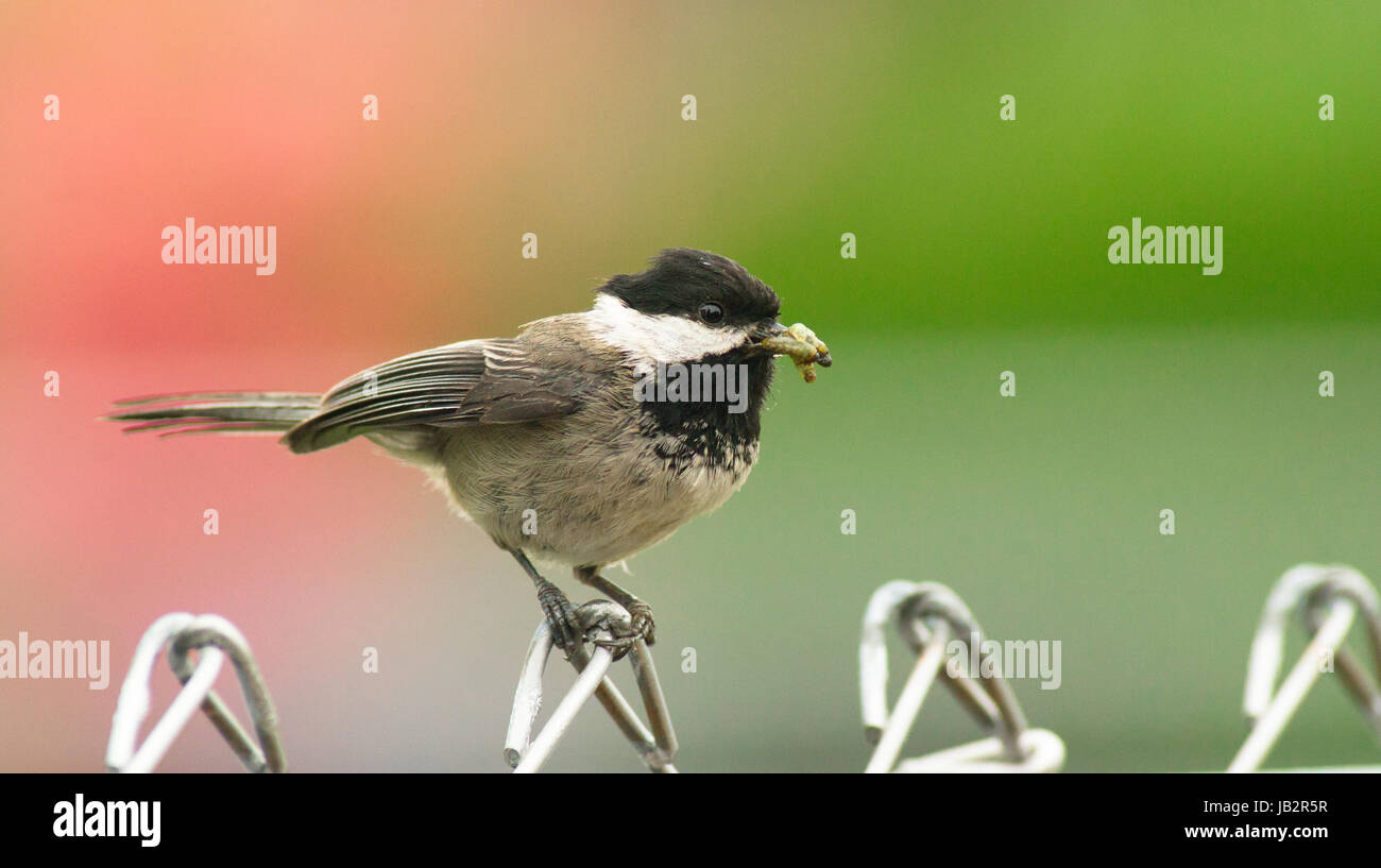 Cute Two Chickadees Feeding