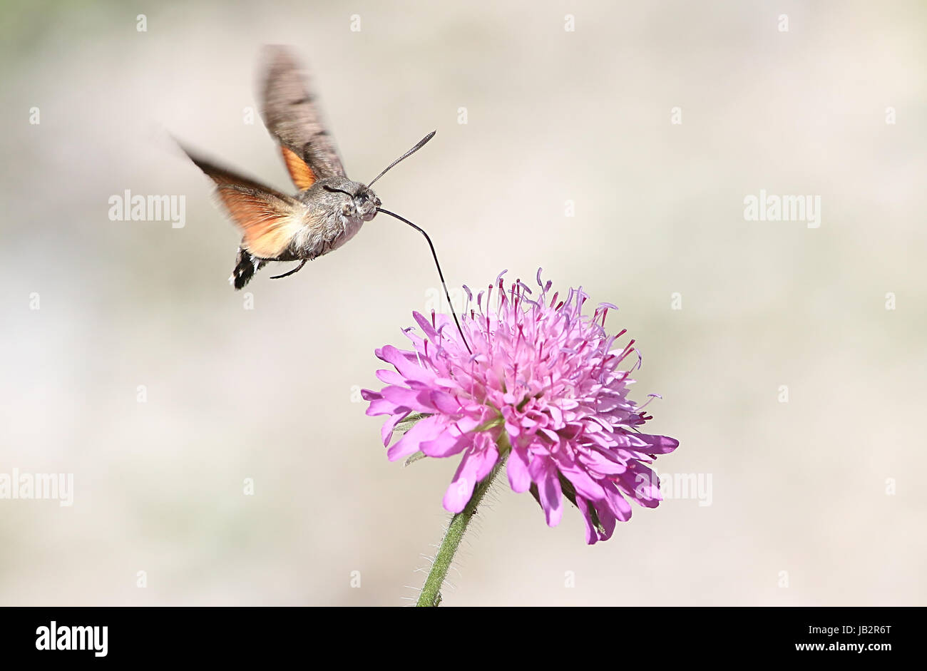 European Hummingbird Hawk Moth (Macroglossum stellatarum) in flight ...