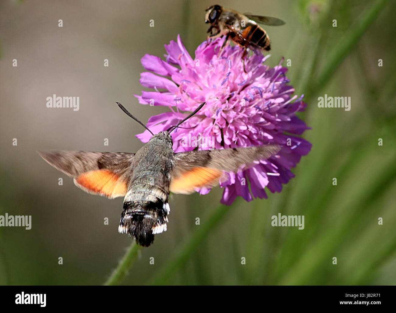 European Hummingbird Hawk Moth (Macroglossum stellatarum) in flight ...