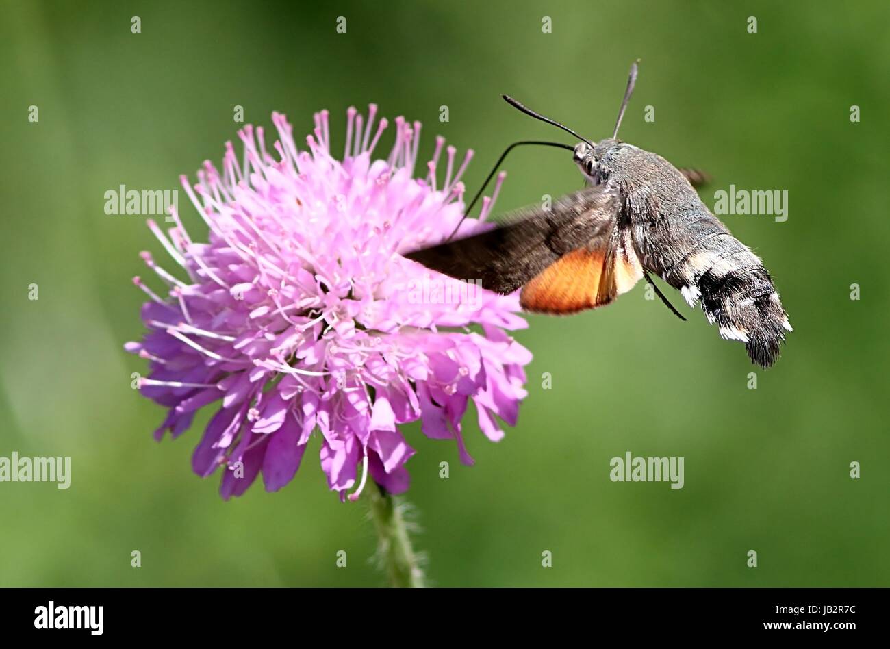 European Hummingbird Hawk Moth (Macroglossum stellatarum) in flight ...