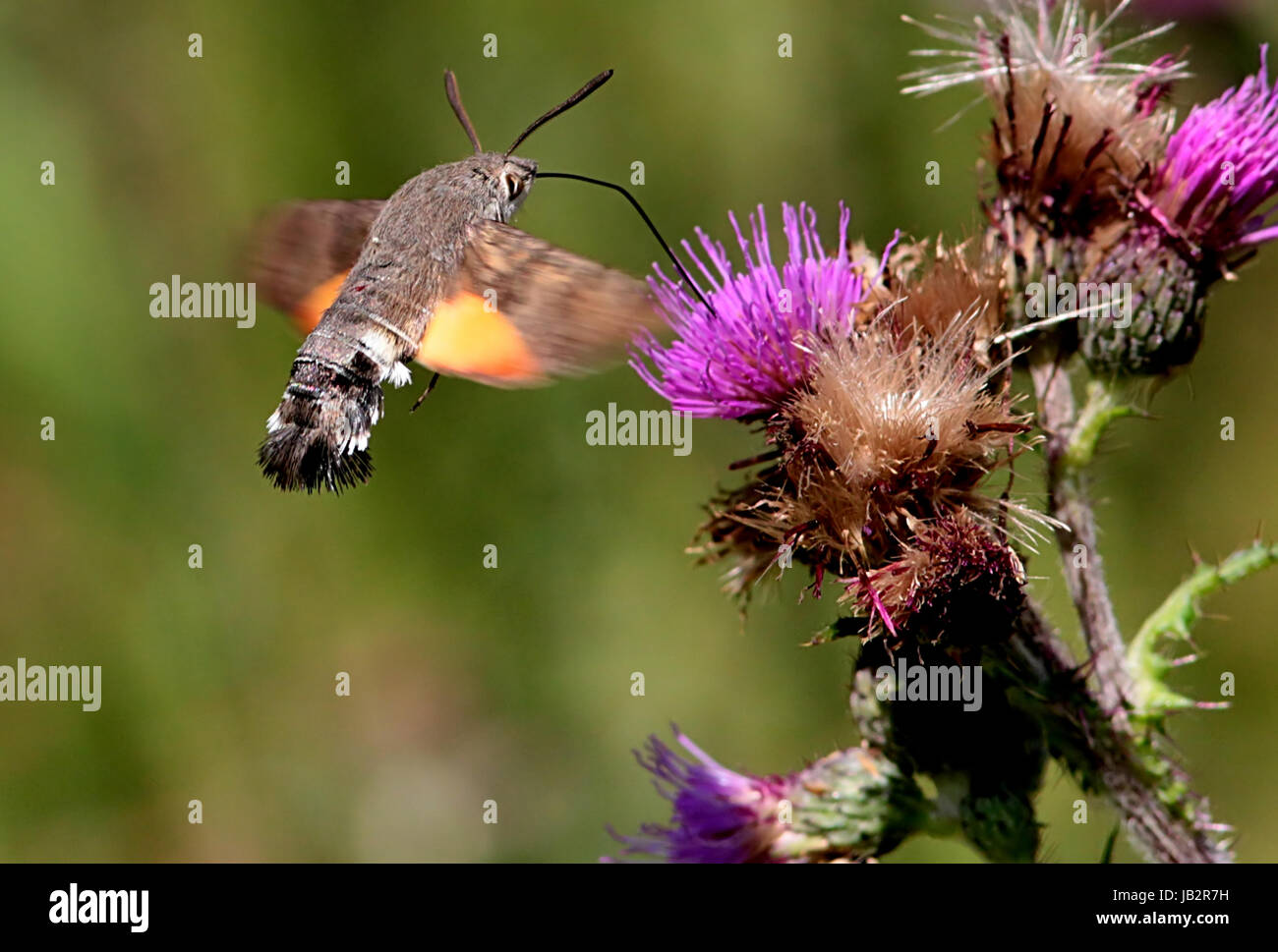 European Hummingbird Hawk Moth (Macroglossum stellatarum) in flight ...