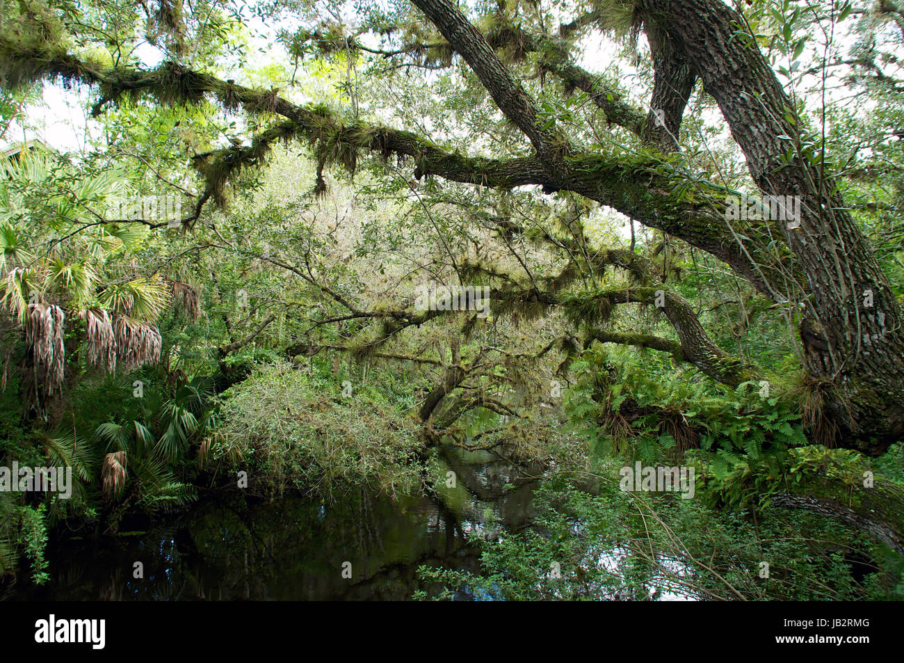Looking across an overgrown swampy river in tropical south florida, oak ...