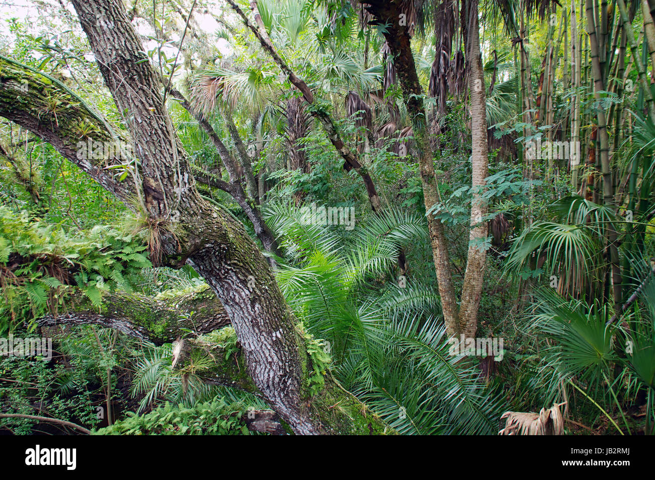 Lush forest with a variety of trees hi-res stock photography and images ...