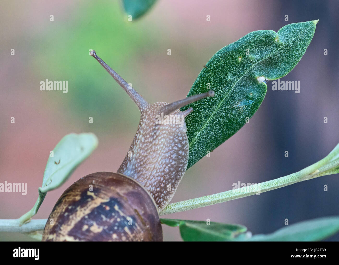 Snail considering to taste an olive tree leaf Stock Photo - Alamy
