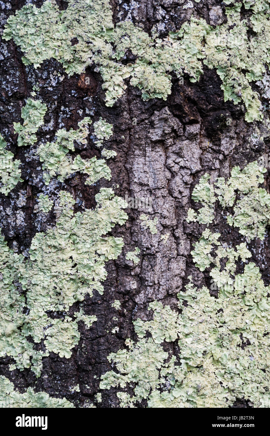 White musk over the surface of quercus ilex tree Stock Photo - Alamy