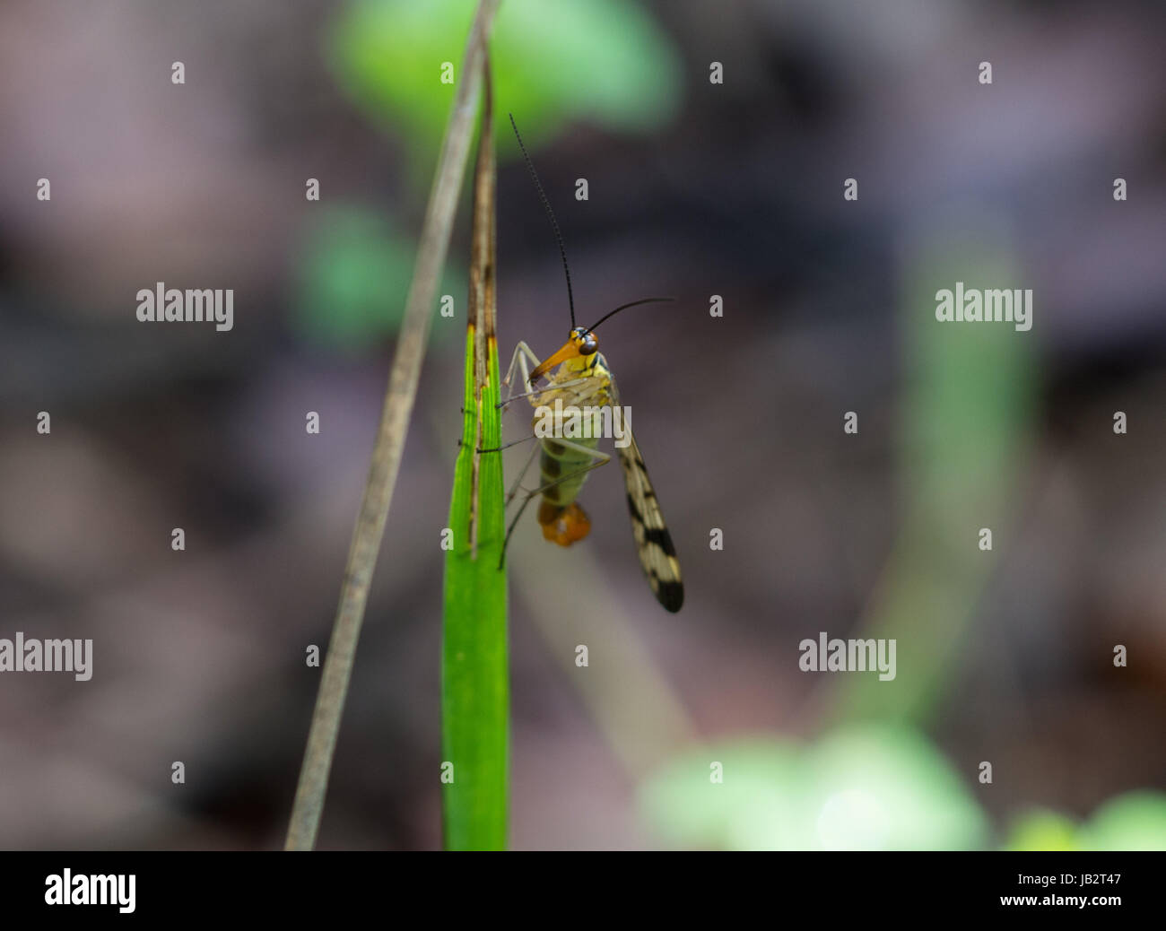 Small insect of diptera with strange long orange mouth and yellow black ...