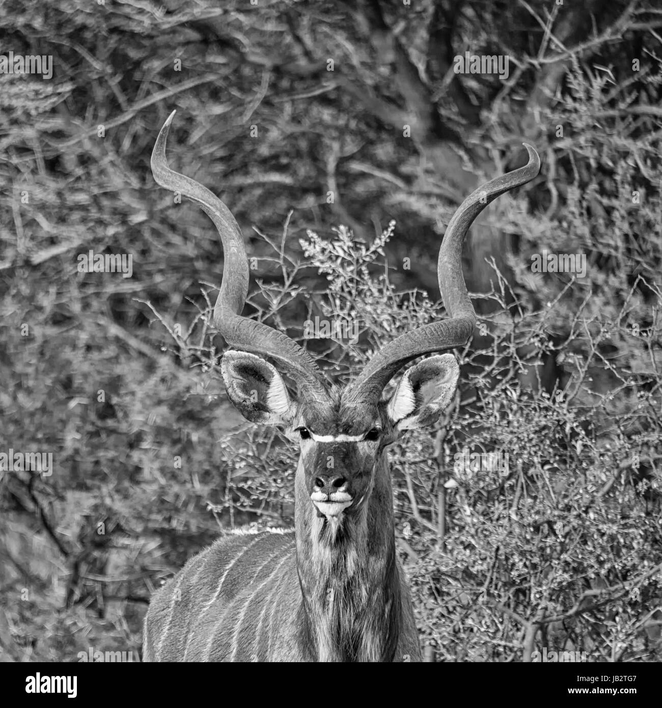 Bull standing in a Black and White Stock Photos & Images - Alamy