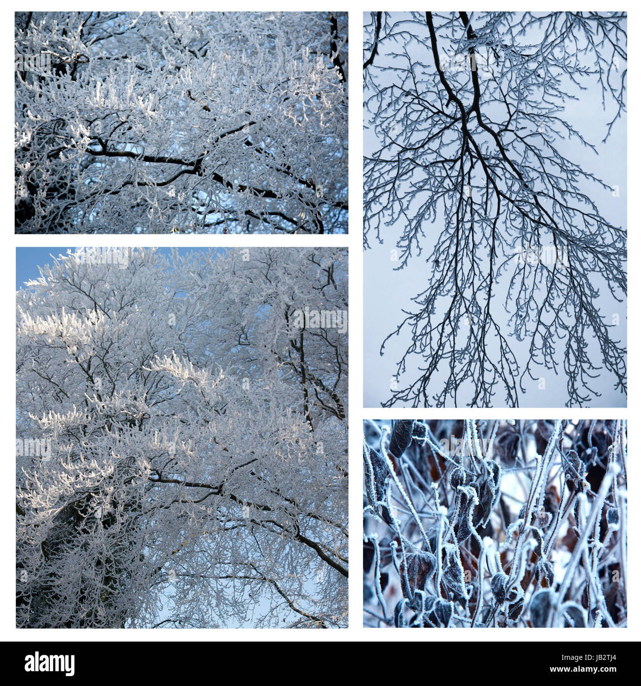 Tree four season collage hi-res stock photography and images - Alamy