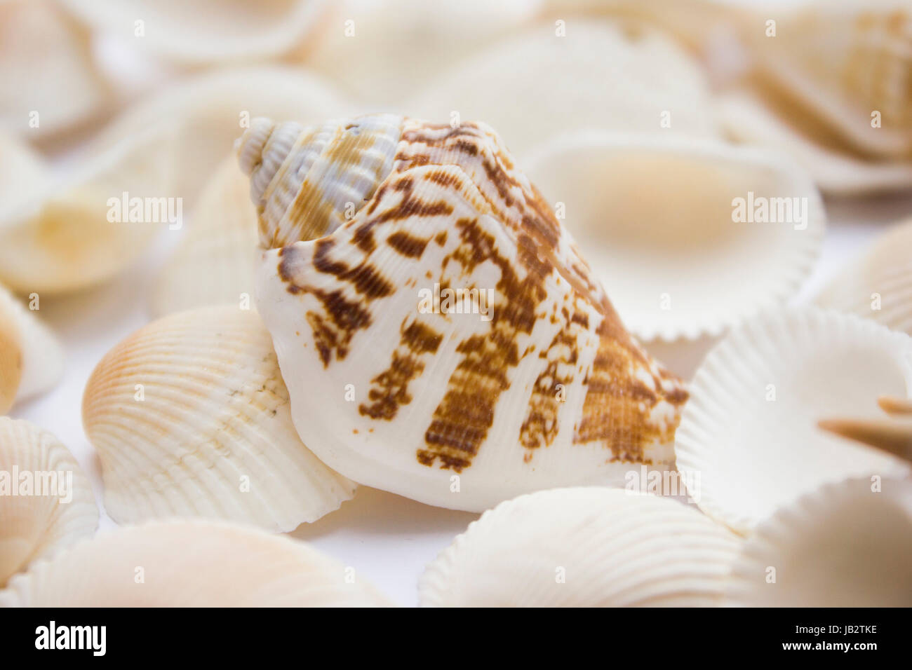 Different soft colored seashells on a white background Stock Photo - Alamy