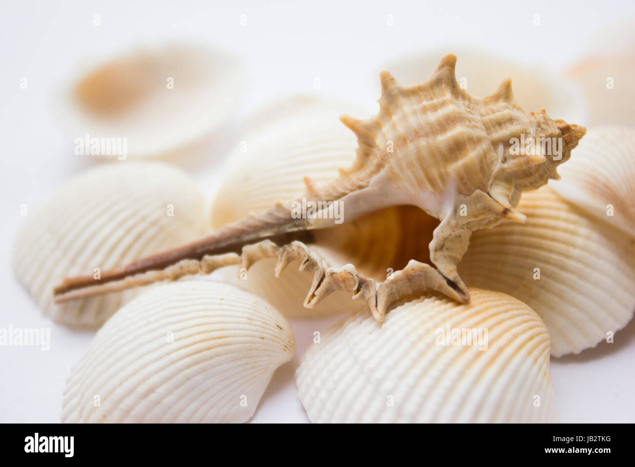 Different soft colored seashells on a white background Stock Photo - Alamy