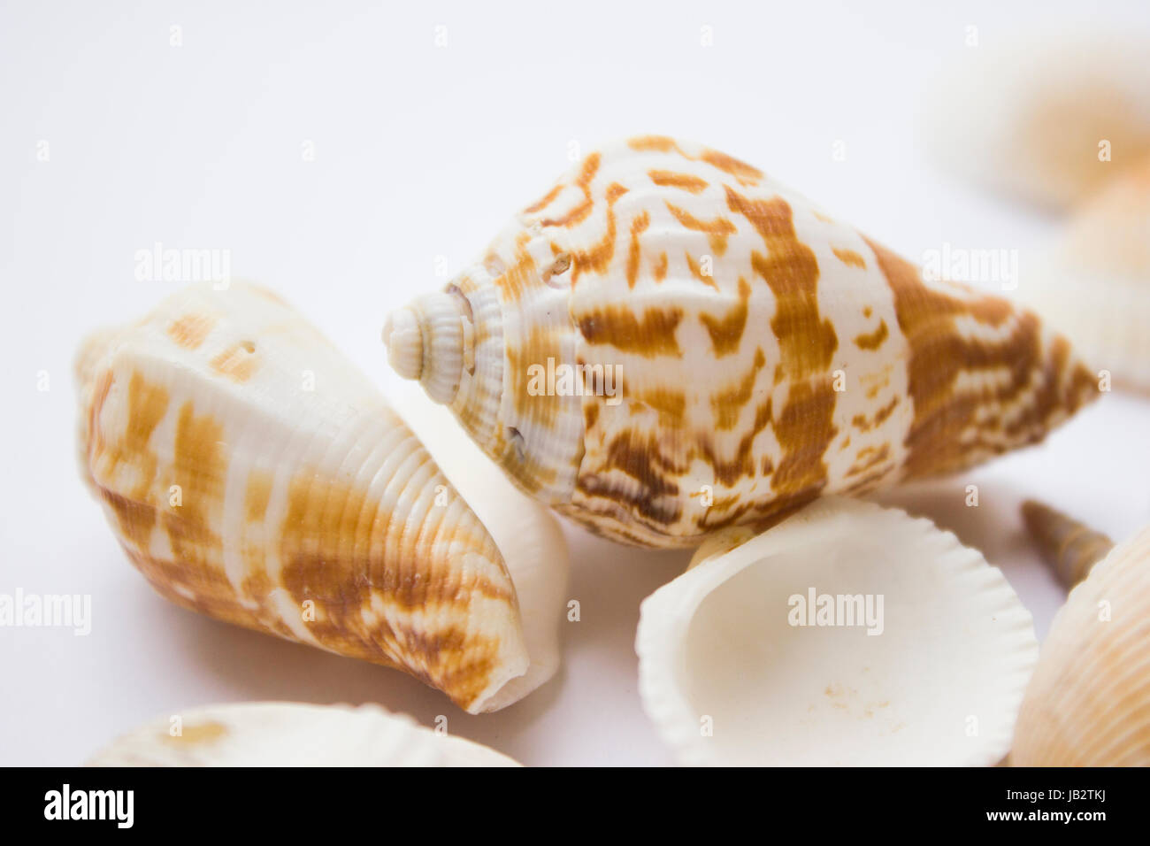 Composition starfish different seashells hi-res stock photography and images - Alamy