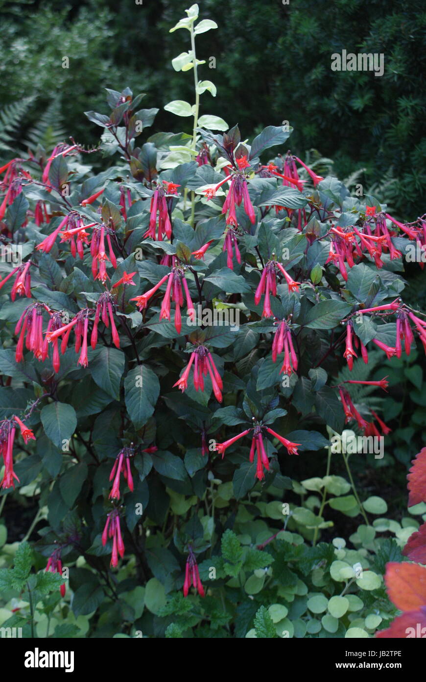 Red flowers hanging down hi-res stock photography and images - Alamy