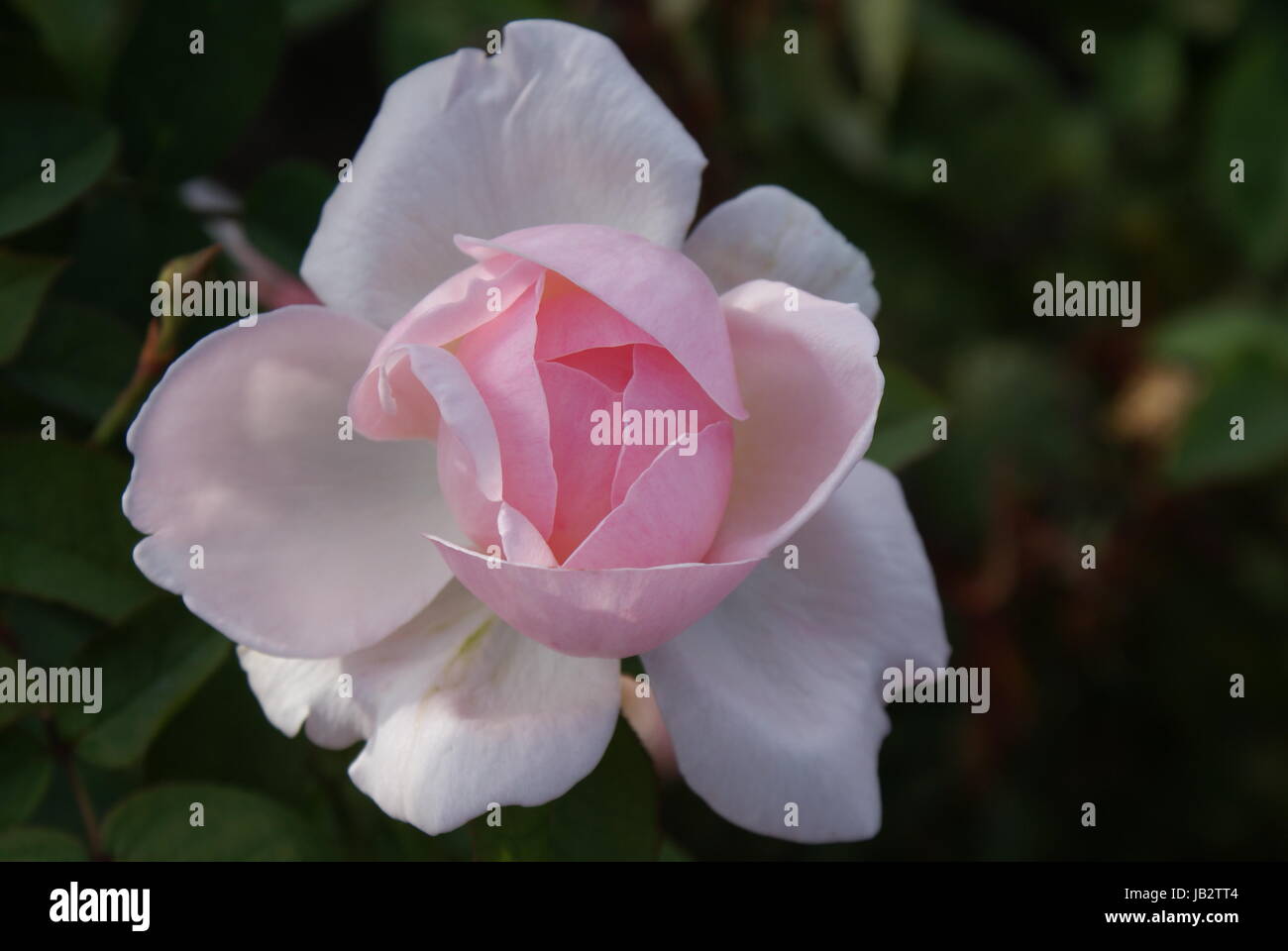 Pink petals opening on the rose plant Stock Photo - Alamy