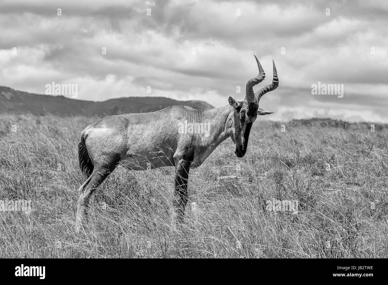 An adult Red Hartebeest in Southern African savanna Stock Photo - Alamy