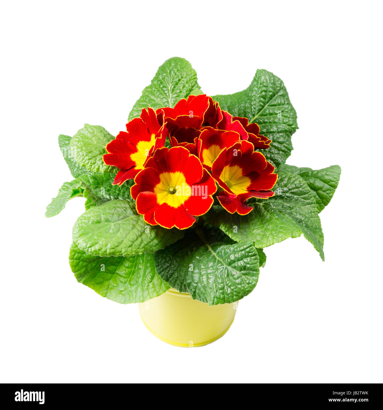 red primrose in pot Stock Photo - Alamy