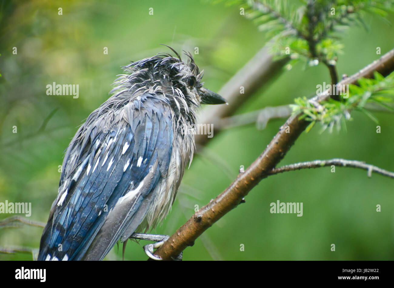 Wet Blue Jay in the Rain Stock Photo - Alamy
