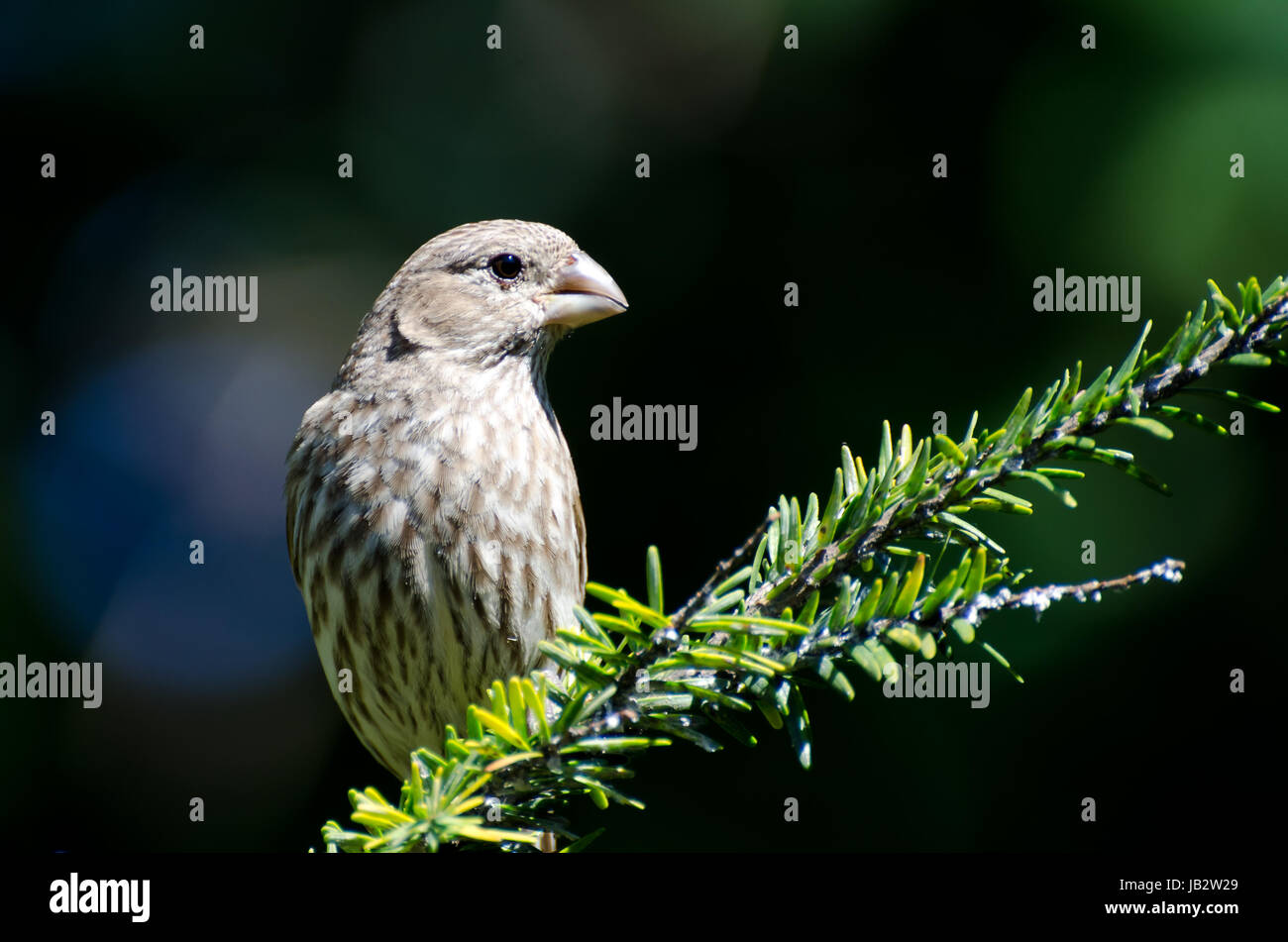 Pretty Female House Finch Perched in an Evergreen Tree Stock Photo - Alamy