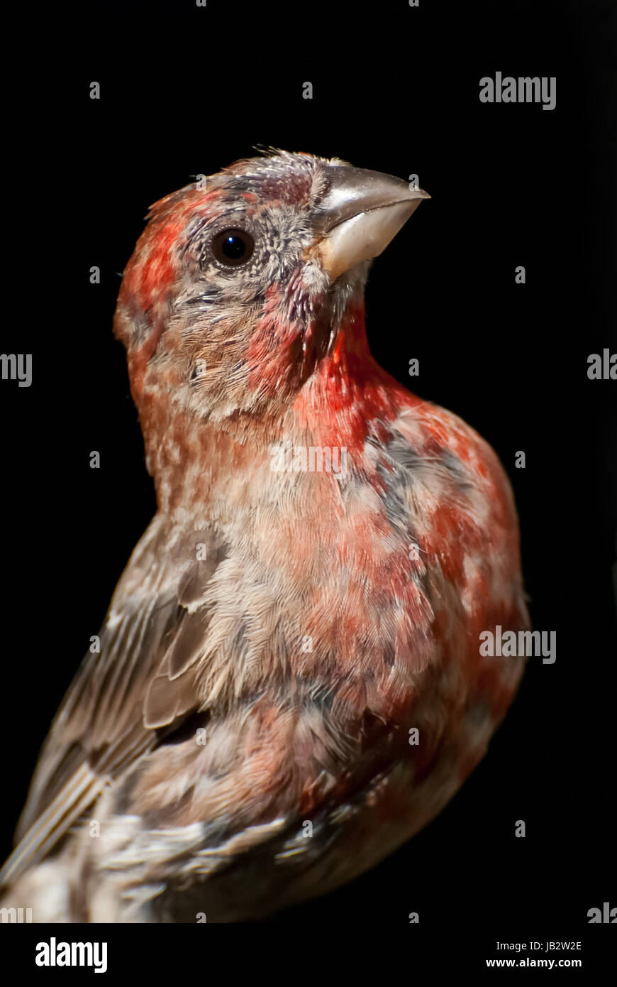 Profile of house finch hi-res stock photography and images - Alamy