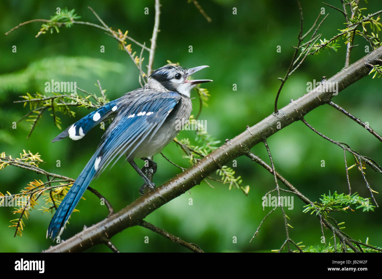 Calling Blue Jay in the Rain Stock Photo - Alamy
