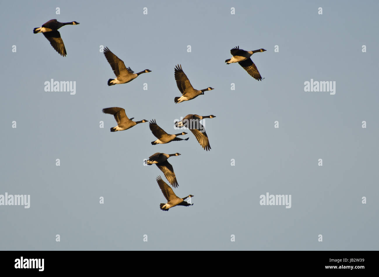 Flock of Canada Geese Flying in the Morning Sky Stock Photo - Alamy