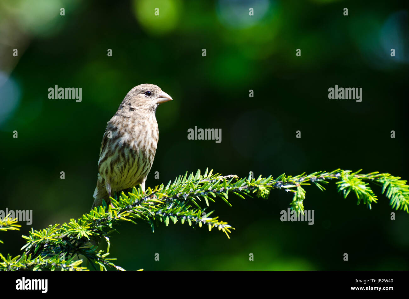 House Finch Perched in an Evergreen Tree Stock Photo - Alamy