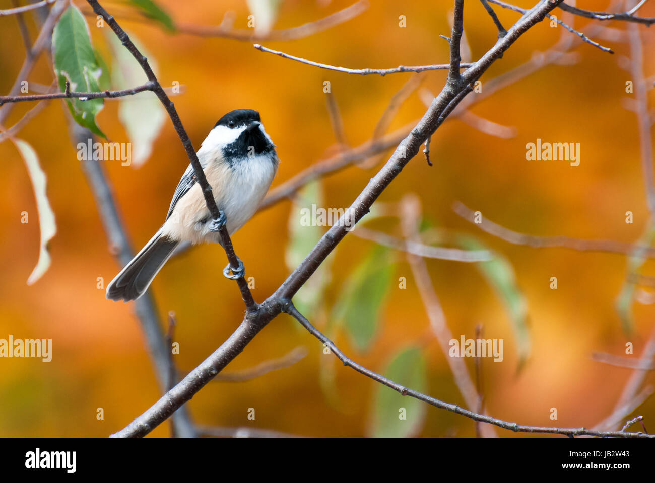 Chickadee in autumn hi-res stock photography and images - Alamy