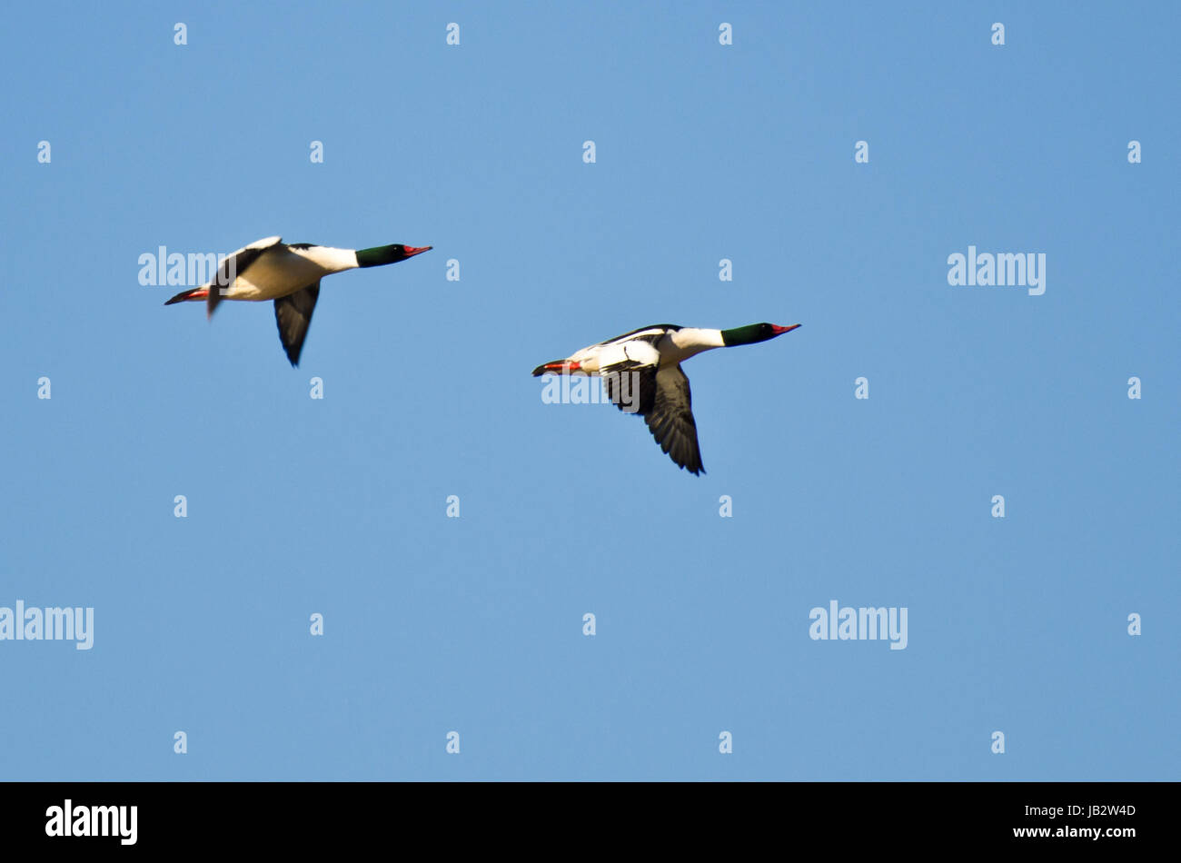 Common Mergansers Flying In A Blue Sky Stock Photo - Alamy