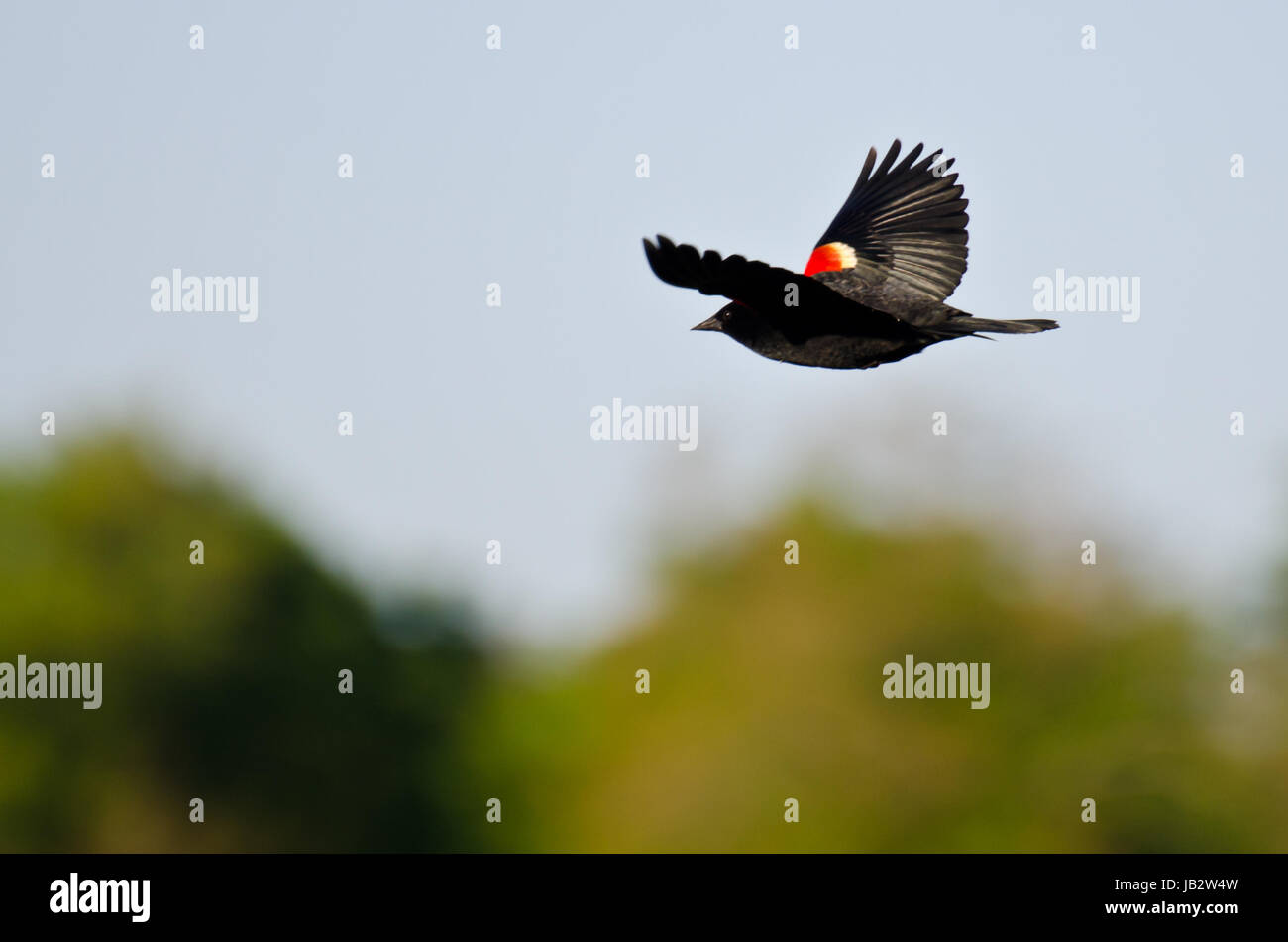 Red-Winged Blackbird in Flight Stock Photo - Alamy