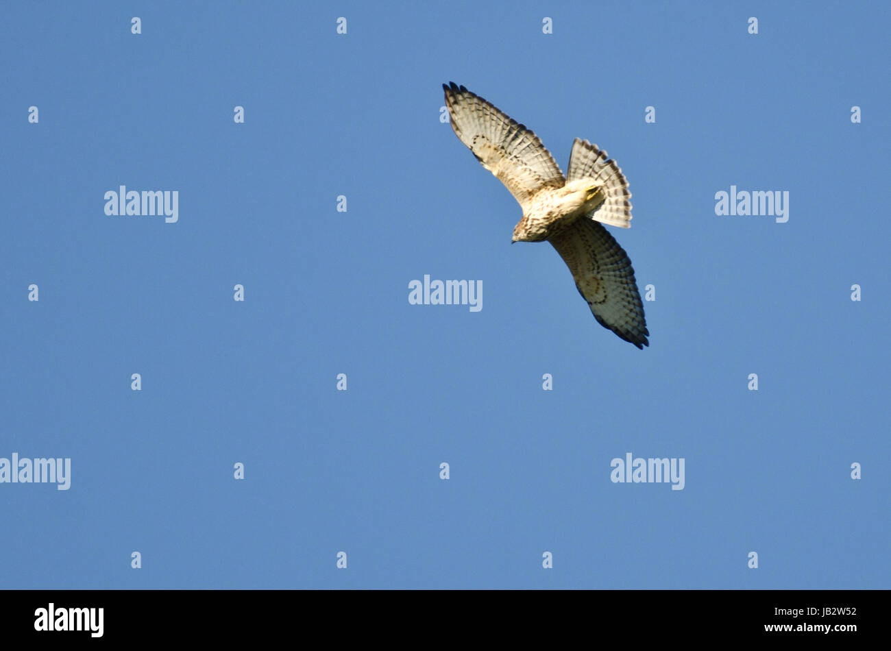 Broad winged hawk flight hi-res stock photography and images - Alamy