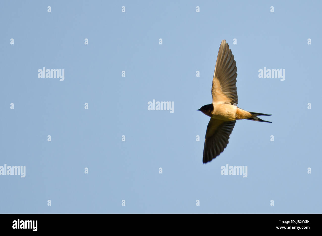 Barn Swallow in Flight Stock Photo - Alamy