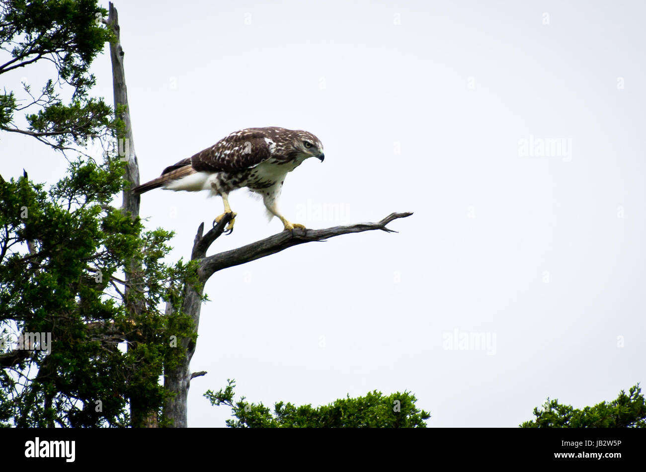 Red-Tailed Hawk Perched in Cedar Tree Stock Photo - Alamy