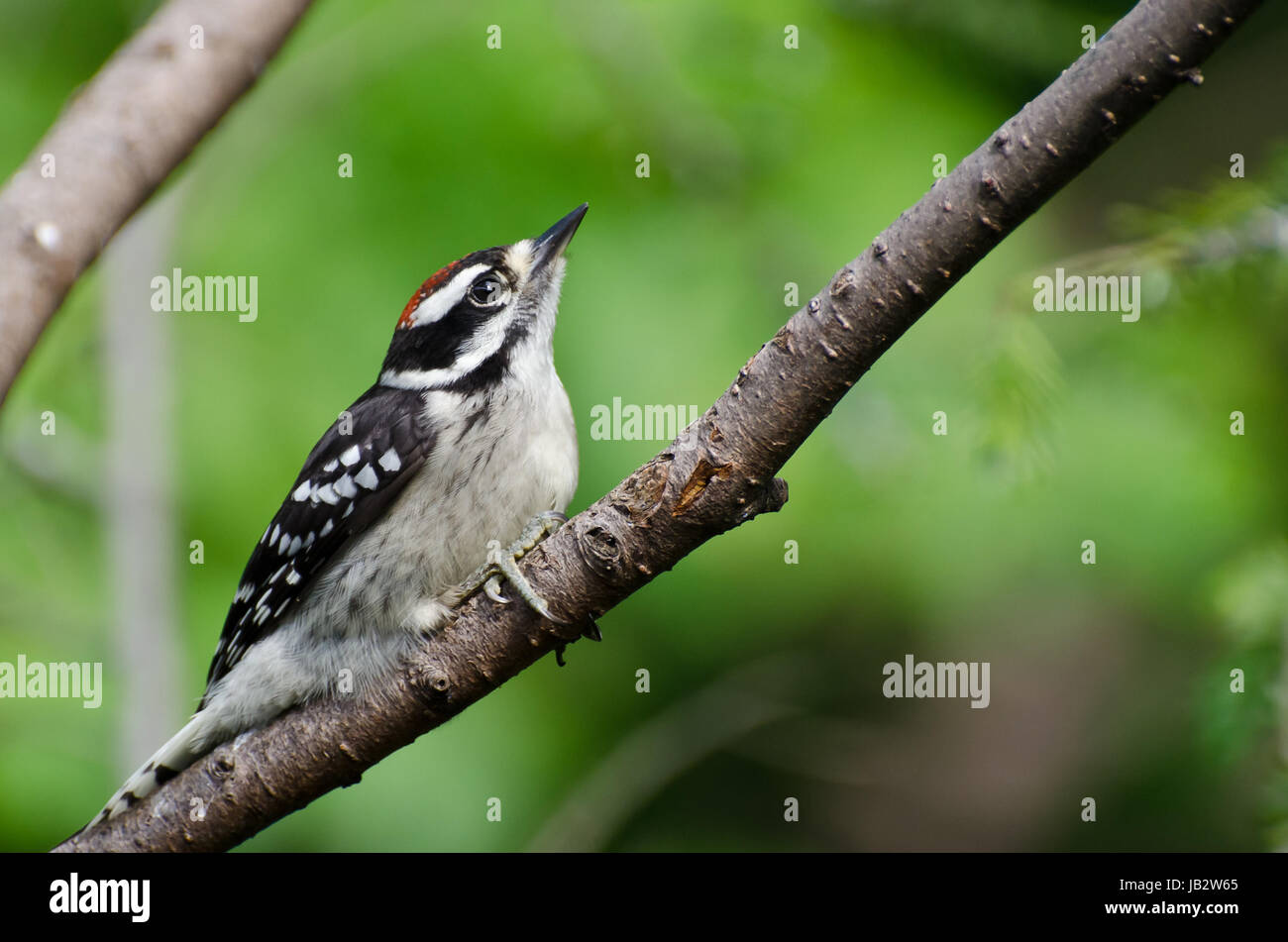 Juvenile hairy woodpecker hi-res stock photography and images - Alamy
