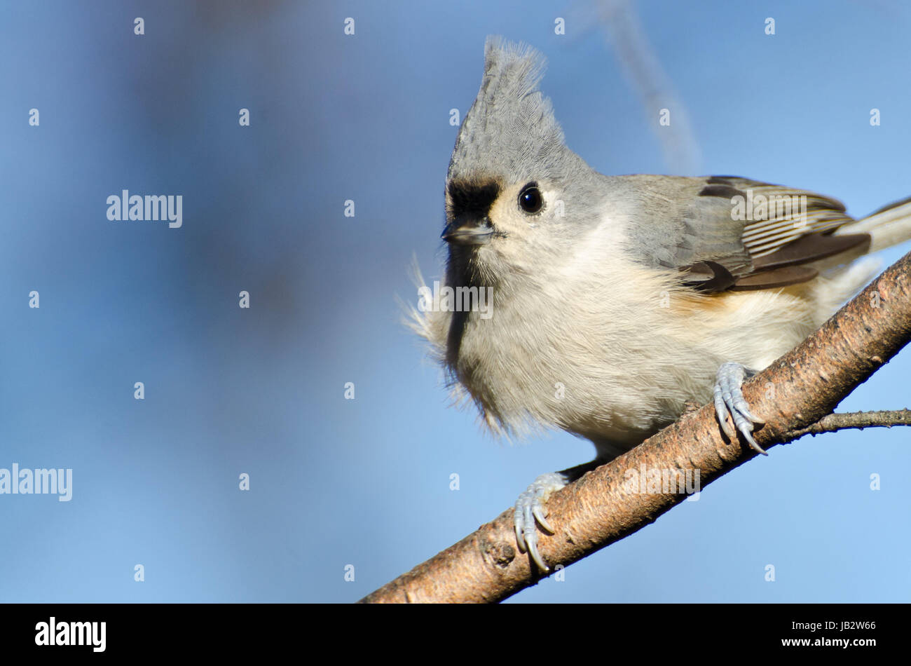 Tufted Titmouse Perched in a Tree Stock Photo - Alamy