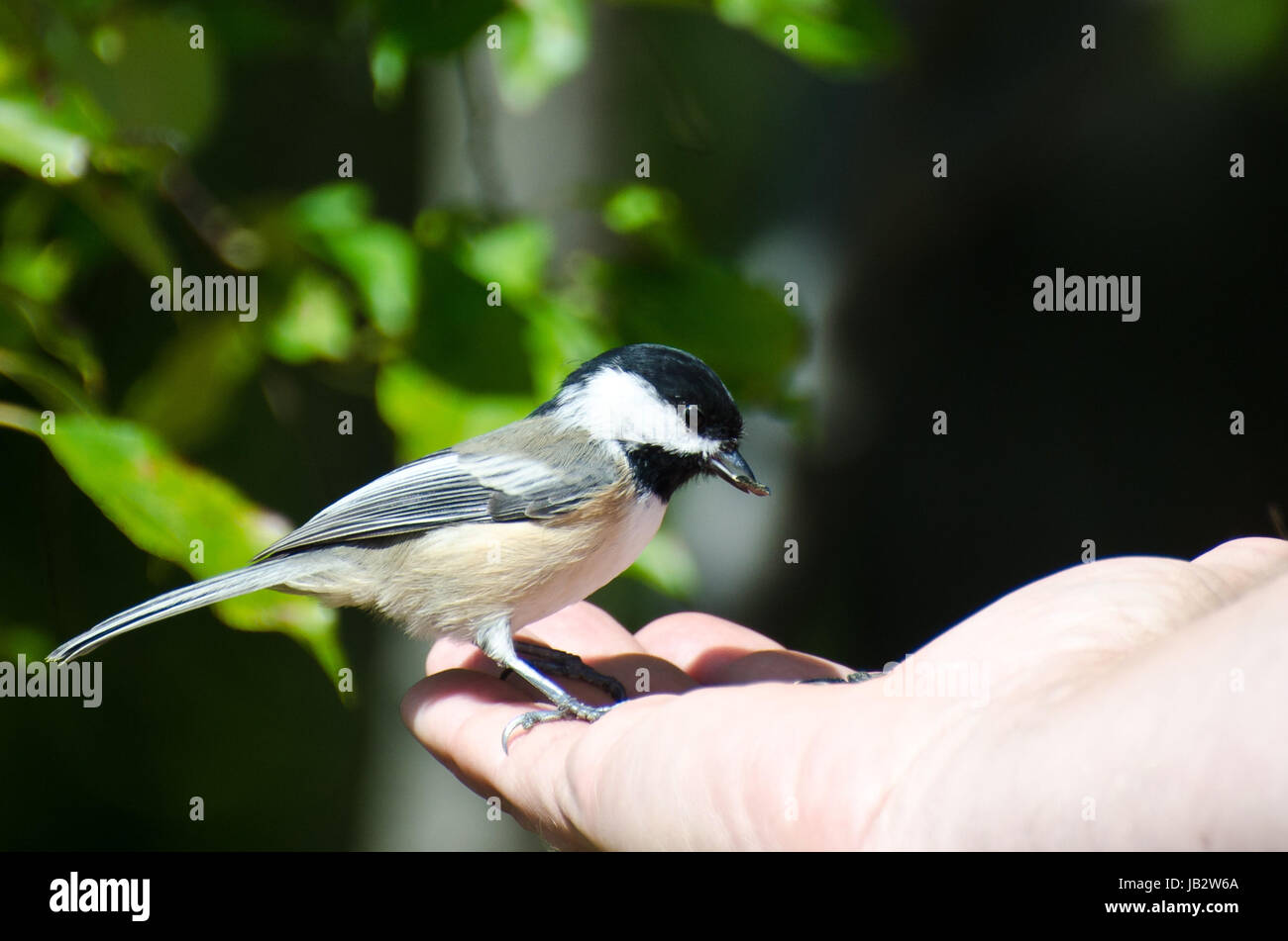 Black-Capped Chickadee Eating Seed from a Hand Stock Photo - Alamy