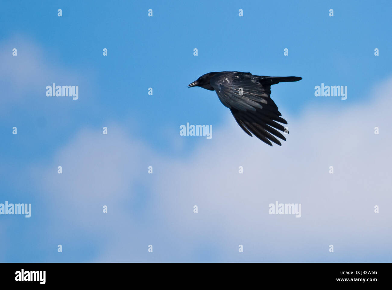American Crow in Flight Stock Photo - Alamy