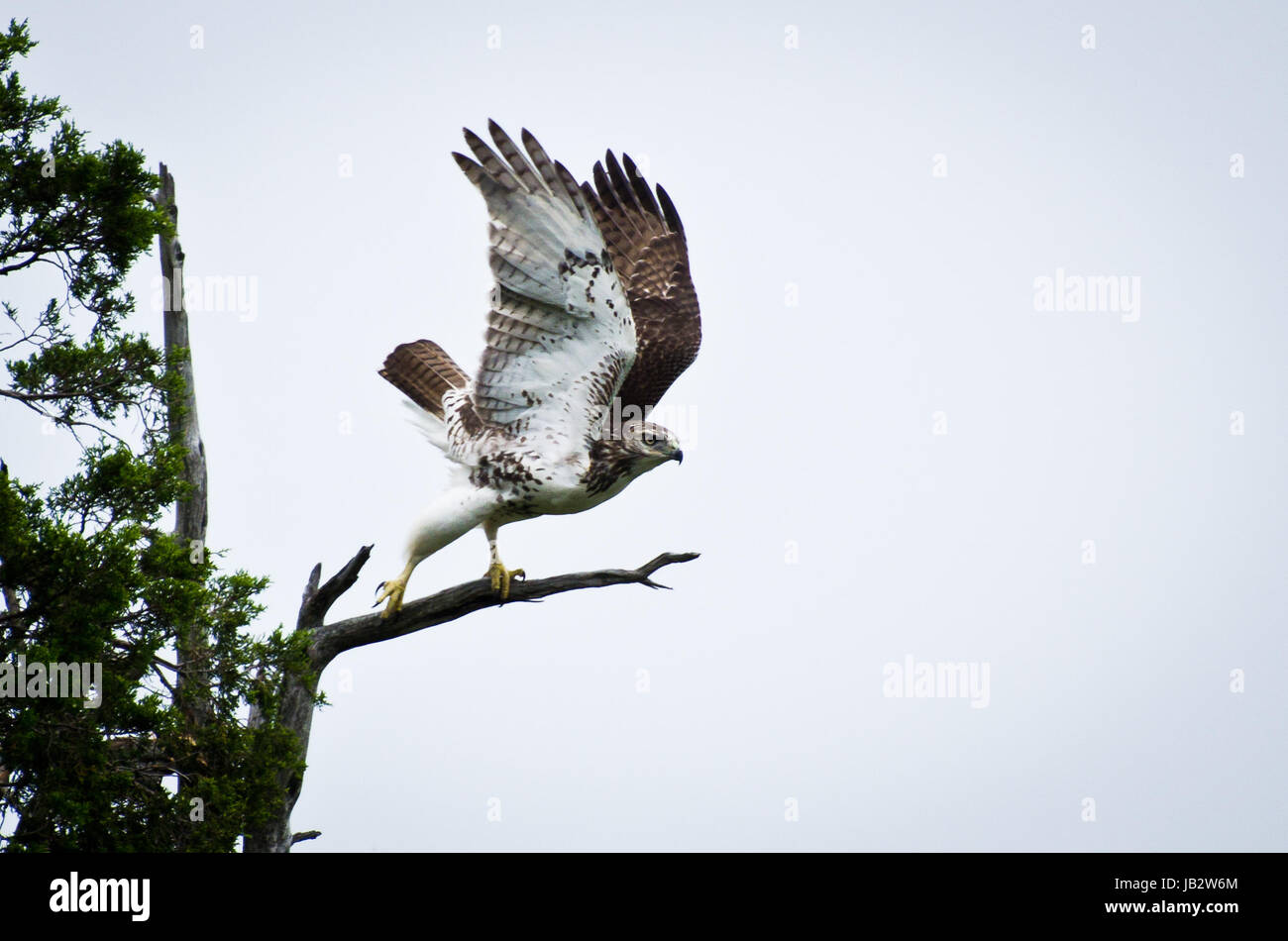 Red-Tailed Hawk Taking Off from Cedar Tree Stock Photo - Alamy