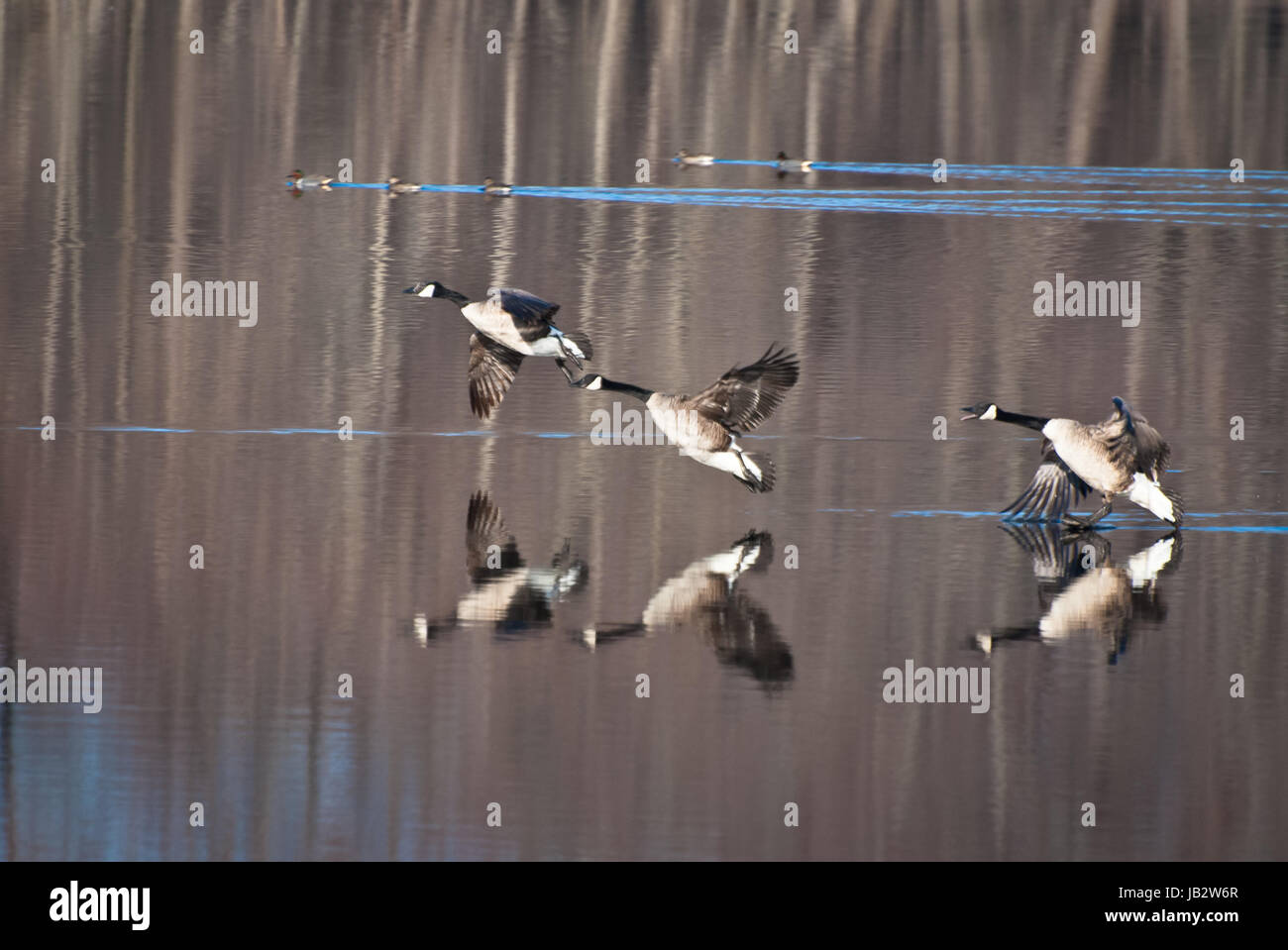 Canada goose landing on a pond hi-res stock photography and images - Alamy