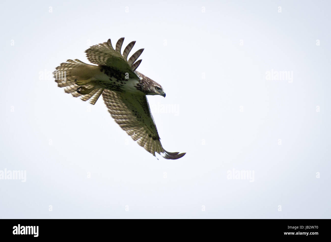 Red-Tailed Hawk In Flight Stock Photo - Alamy