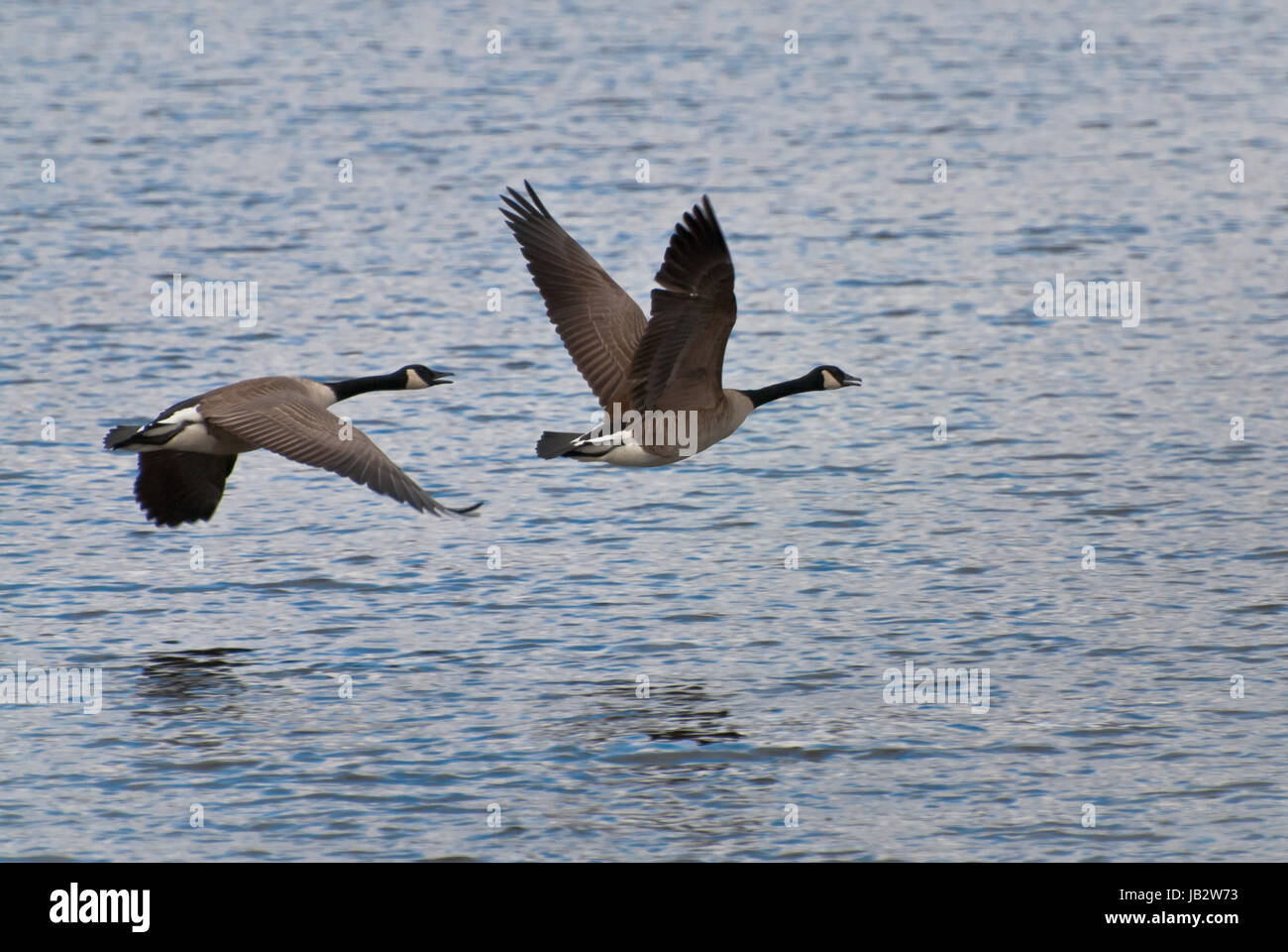 Geese Flying Over Water Stock Photo - Alamy