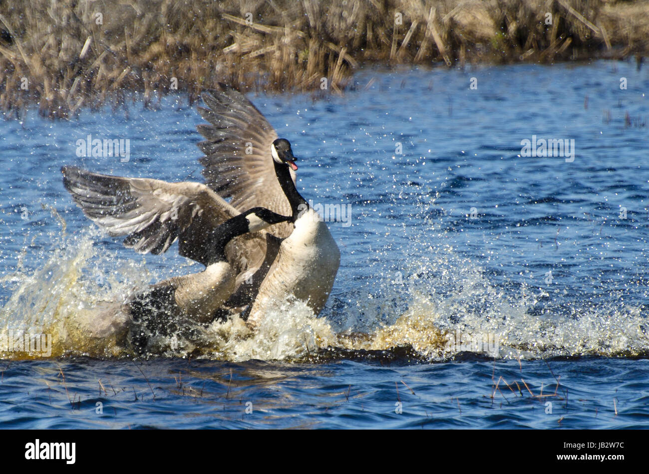 Fighting Canada Geese Stock Photo - Alamy