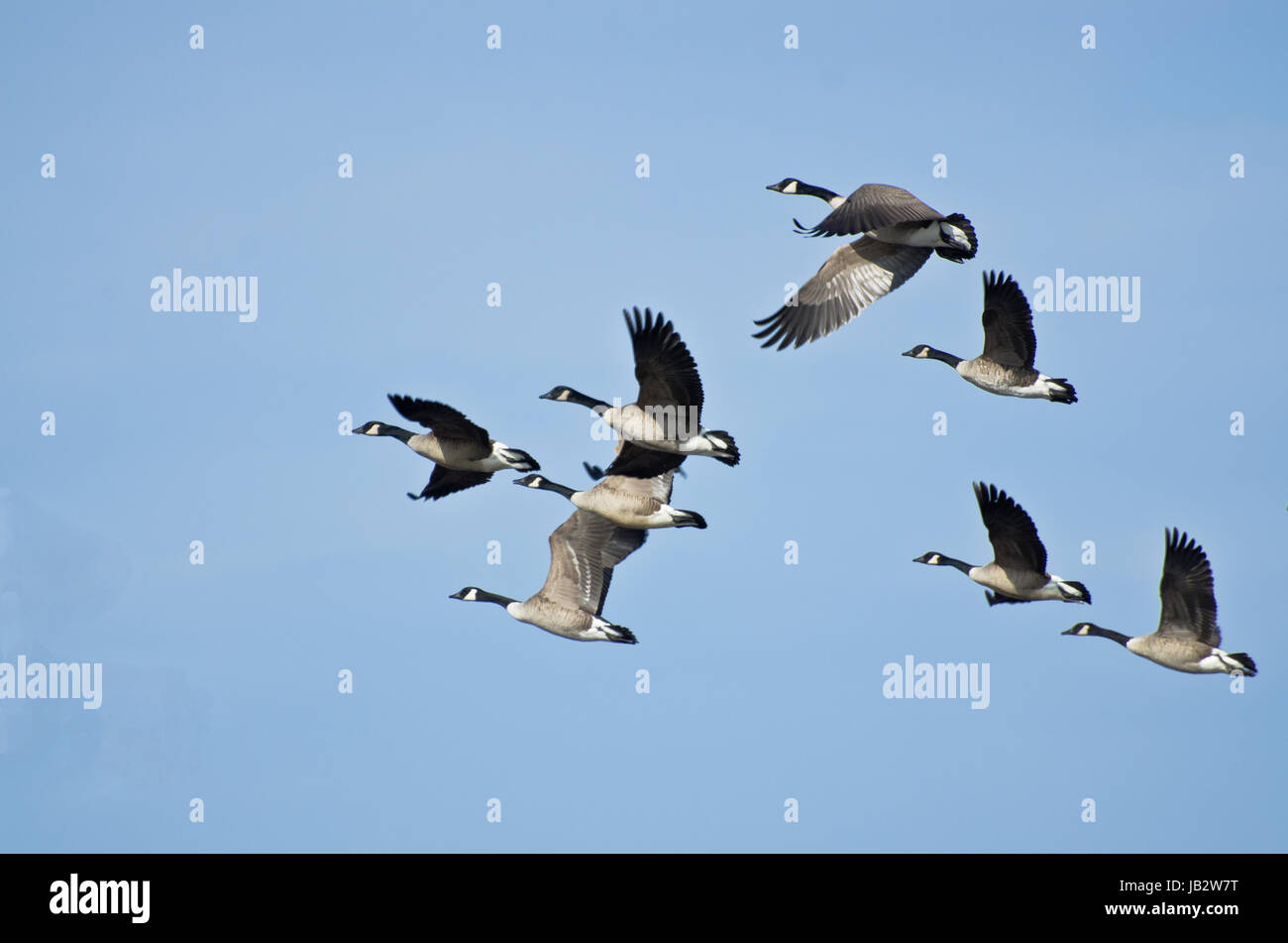 Large Flock of Geese Taking Flight Stock Photo - Alamy