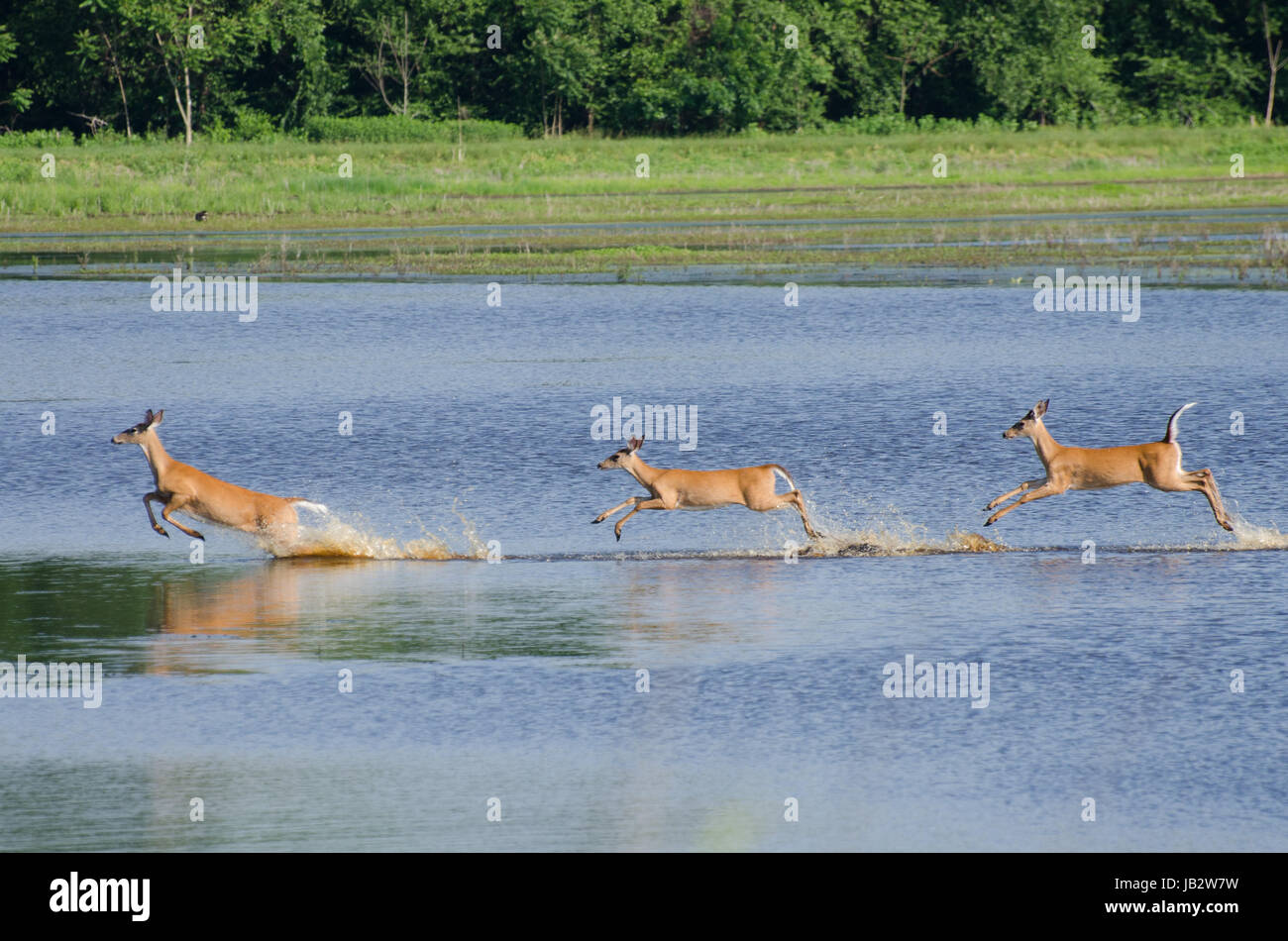 Three Startled Deer Running and Leaping Through the Water Stock Photo ...