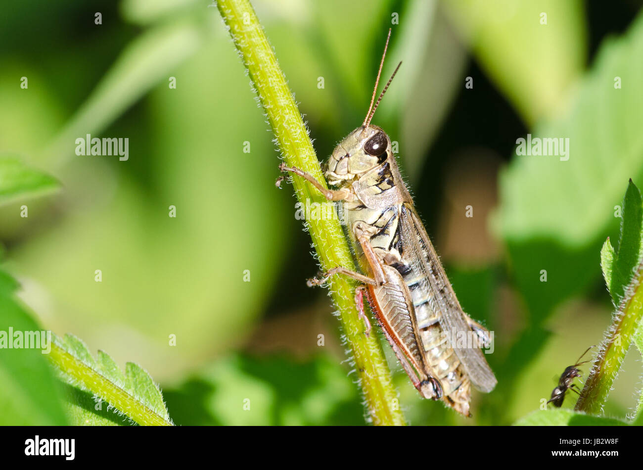 Grasshopper Clinging to a Blade of Grass Stock Photo - Alamy