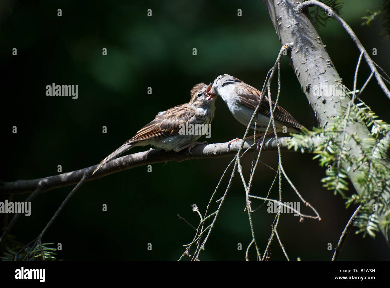 Young Chirping Sparrow; Being Fed by Parent Stock Photo - Alamy